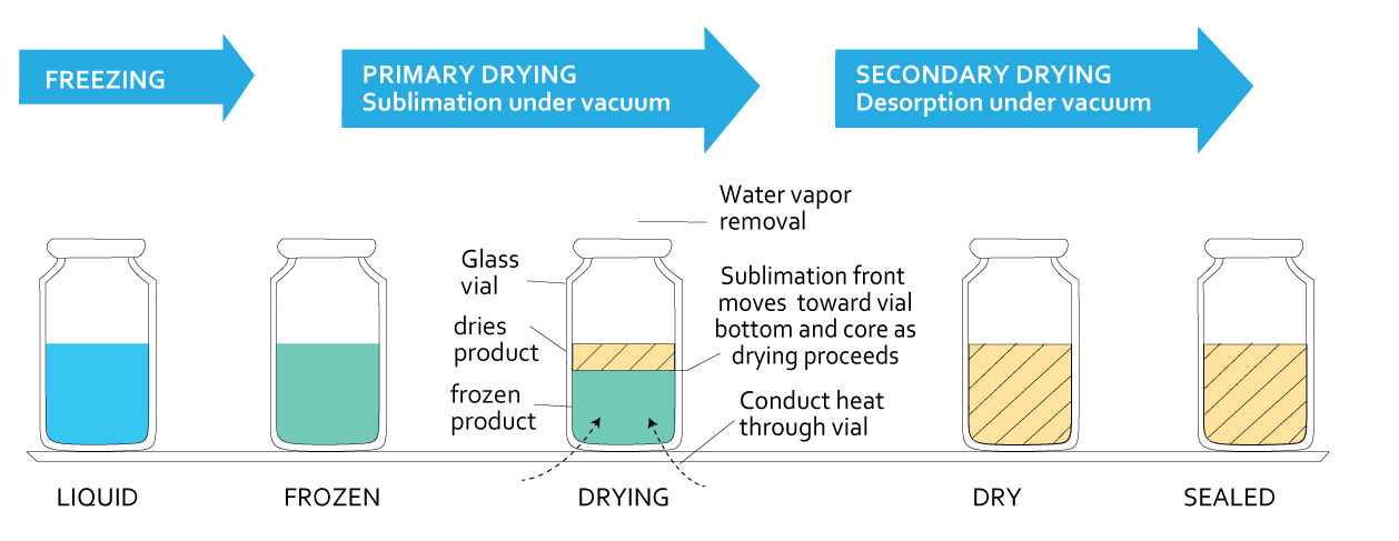 The Science of Freeze Drying: How it Works and Why it's Useful - CryoDry